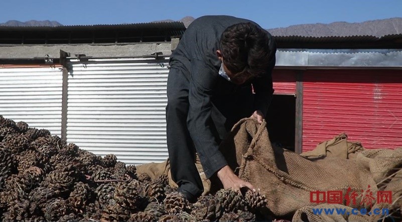 The way ahead of luxurious snack: Pakistani pine nuts in China--China ...