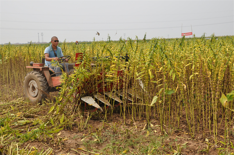 China Pakistan full-on sesame cooperation--China Economic Net