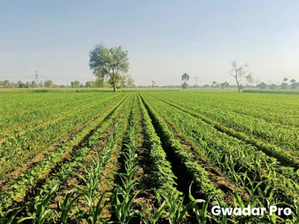 Spring sowing of Sino maize-soybean intercropping tech completed to ...