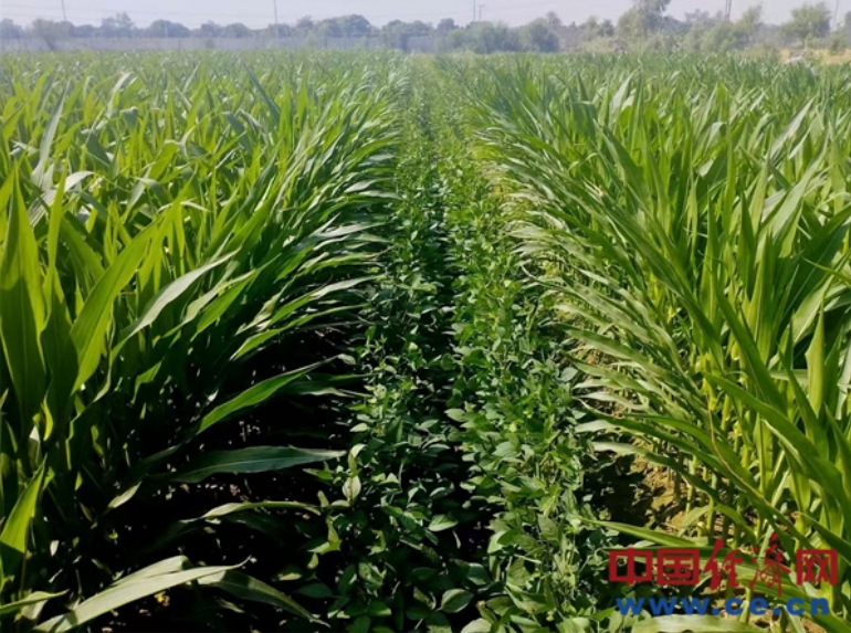 Chinese intercropping tech helps Pakistan ease cotton crisis: Expert ...