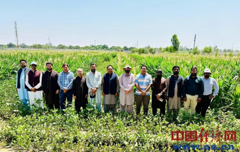 Chinese intercropping tech helps Pakistan ease cotton crisis: Expert ...