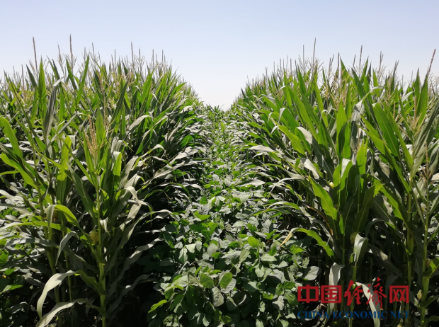 Autumn harvest of intercropped maize & soybeans with Chinese ...