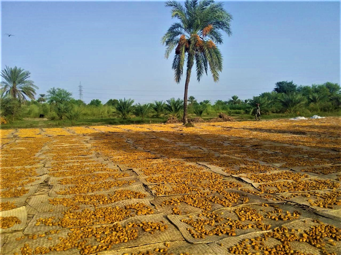 CPEC to help increase Pakistan’s date cultivation!--China Economic Net