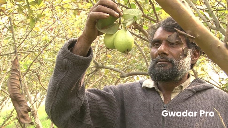 Promising China-Pak cooperation: Better roads to boost Pakistani guava ...